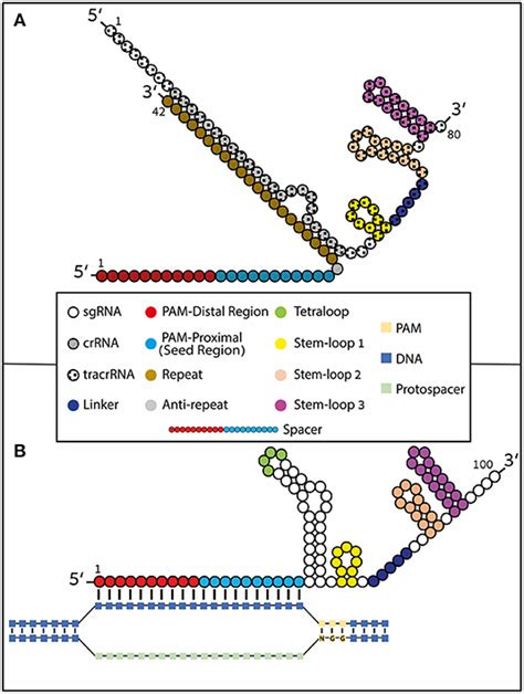 Frontiers Using Synthetically Engineered Guide Rnas To Enhance Crispr