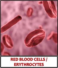 Difference Between RBC And WBC With Comparison Chart Biology Reader