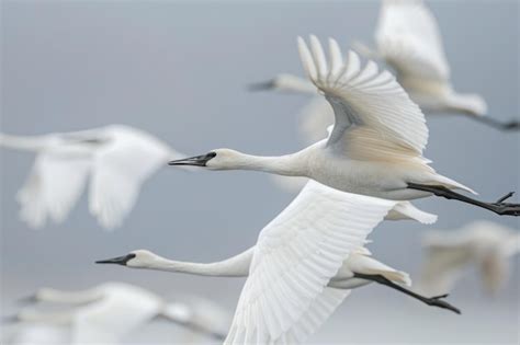 Migratory Birds Flying Migration Premium Ai Generated Image