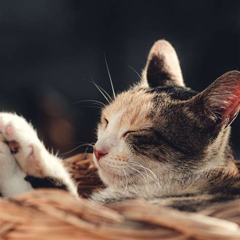 When Its Time To Give Rest A Rest Programming Tech Brief By Hackernoon Podcast Podtail