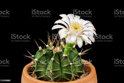 검은 배경에 고립 된 꽃에 꽃가루와 흰색 Gymnocalycium 선인장 꽃의 매크로 샷 0명에 대한 스톡 사진 및 기타 이미지 0명 개화기 검은색 Istock