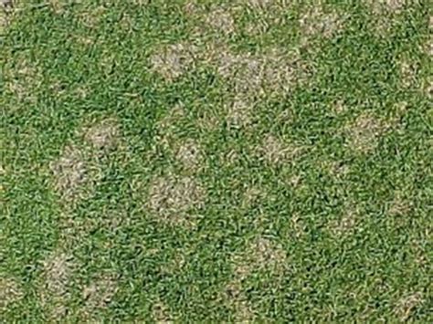 Arizona Sod West Coast Turf