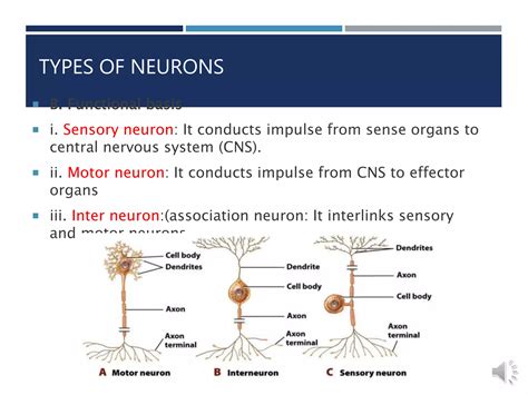 Lecture 13 Insect Nervous System Ppsx Brain And Nervous System Disorders Diseases And