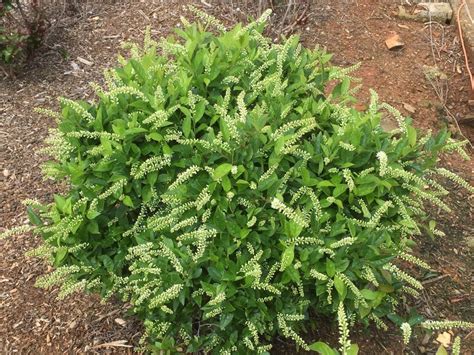 Small Sun Loving Bushes