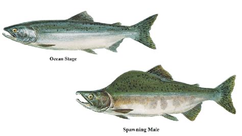 Meet The 7 Species Of Pacific Salmon South Puget Sound Salmon
