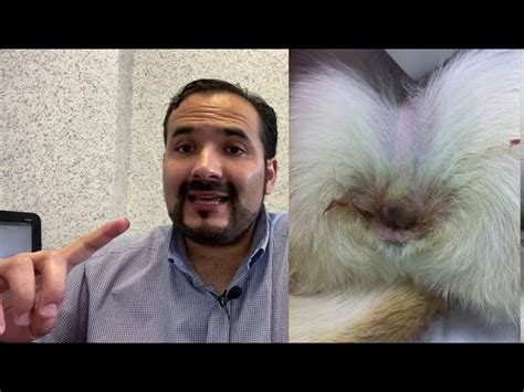 Mi Perra Est Embarazada Y Tiene Sangrado Arjal