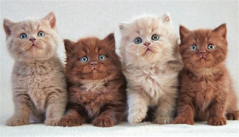 Types De Chats Races De Chats Sfjo