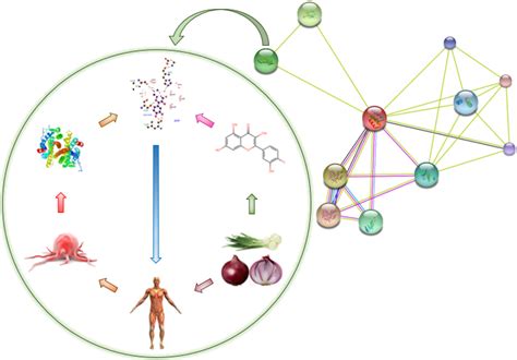 An Illustration On Multiple Target And Phytochemical Interaction