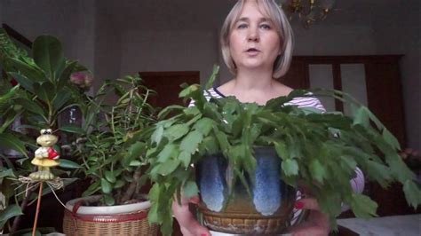 Ядовитые комнатные растения Комнатные растения опасные для котов и кошек Youtube