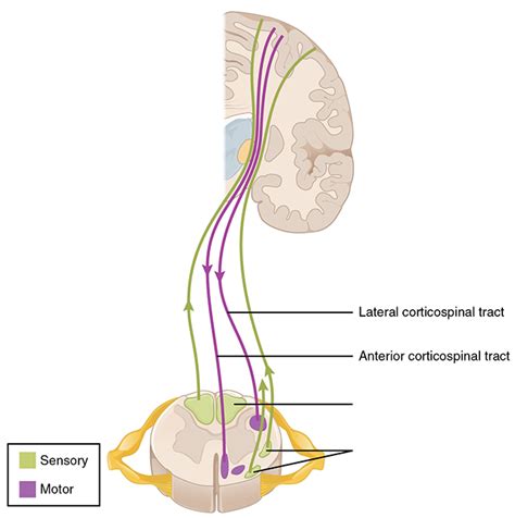 Anatomy Of The Spinal Cord And Brain Spinal Cord Integrated Human