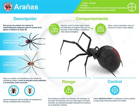 Escuadrón Antiplagas Las Picaduras De Las Arañas Aranae Araña