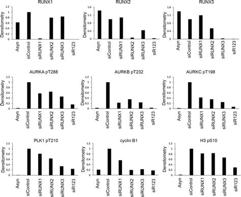 Aurora Kinase Induced Phosphorylation Excludes Transcription Factor Runx From The Chromatin To