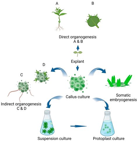 Plant Tissue Culture Callus