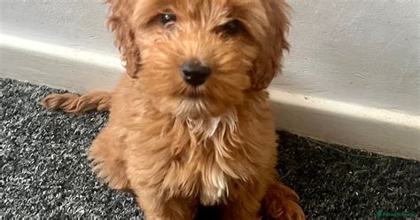 Beautiful Deep Red Cockapoo Puppies For Sale In Loughton Pets4homes