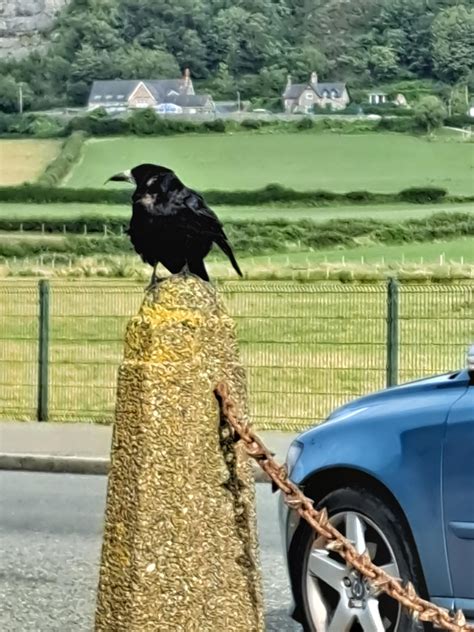 Looks Like A Raven But With A Hooked Beak R Whatsthisbird