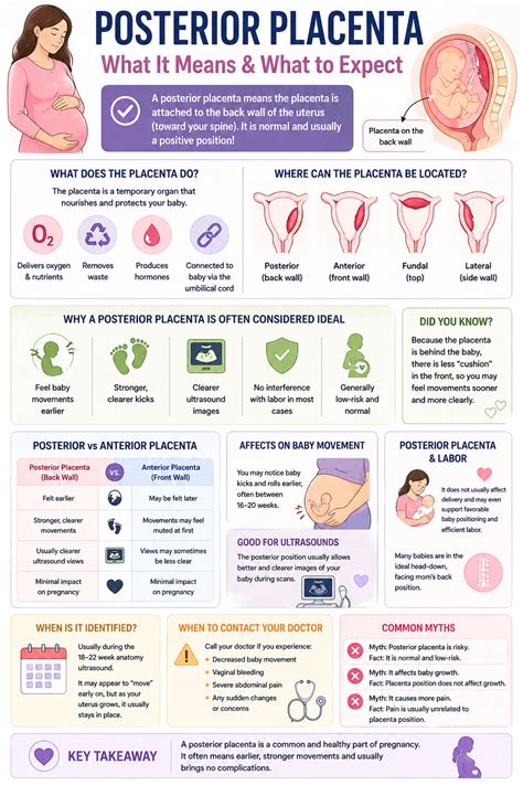 Posterior Placenta Doctor Explains What It Means To Have This