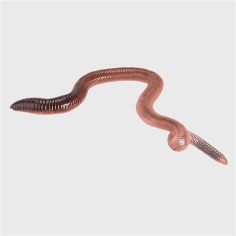 Earthworm Anatomy Ringed Worm Illustration European Nightcrawler