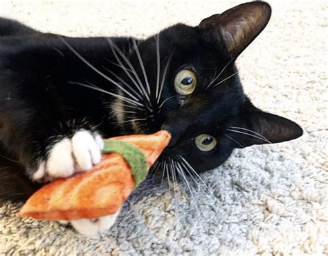 Sashimi Catnip Toy
