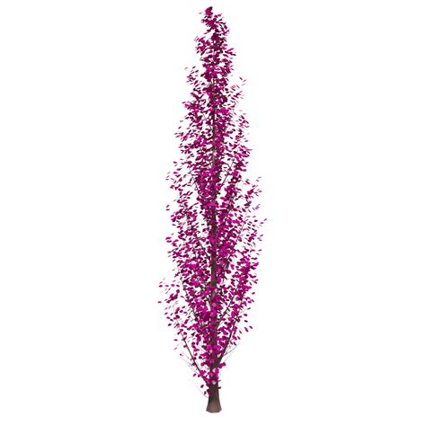 Tree Isolated On Transparent PNG