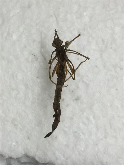 Could You Please Help Me Identify The Insects Below Chegg Com