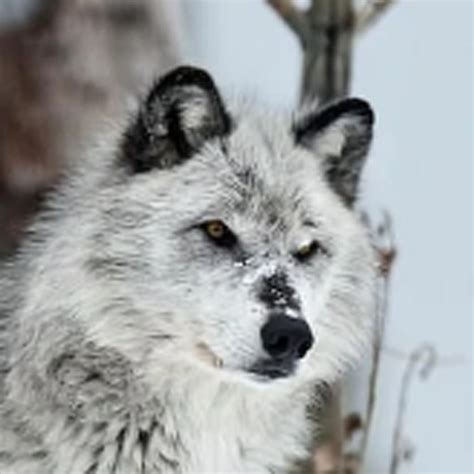 Emo Werewolf Twink Werewolftwink Tumblr Blog Tumlook