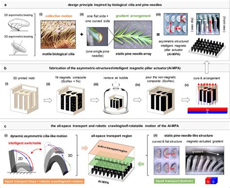 Schematic Of The Design Principle Fabrication And Bionic Functions Of