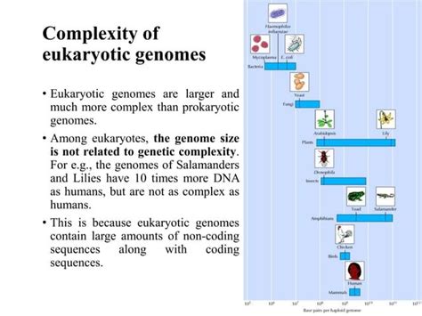 Eukaryotic Genome Organization Pdf