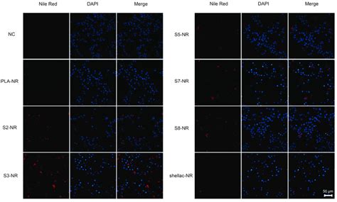 Cellular Uptake Of Nr Loaded Plashellac Dimer Nps Characterized Using