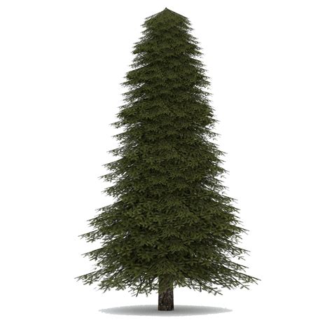 Fir Tree PNG Image PNG All