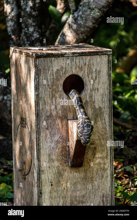 Head And Neck Of Australian Carpet Python Snake Morelia Spilota