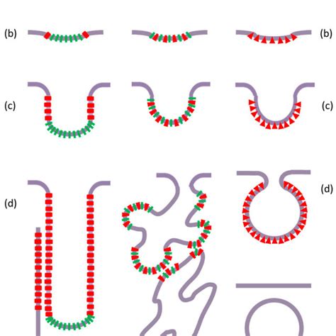 Schematic Representation Of Three Types Of Bacterial Intracellular