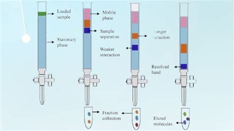 Chromatographic Columns The Backbone Of Analytical Chemistry Metwarebio
