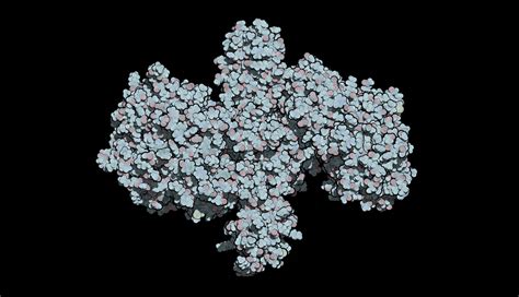 Botulinum Toxin A Clostridium Botulinum Bertin Environics