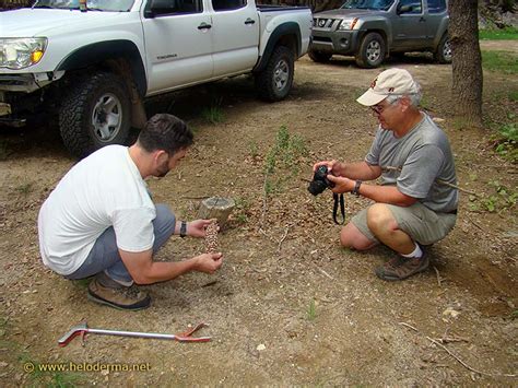 Heloderma Gallery Interesting Fotos Of Heloderma And More