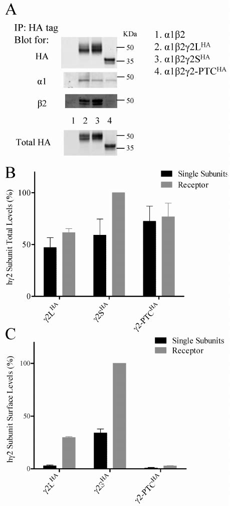 The γ 2 Ptc Subunits Oligomerized Weakly With α 1 And β 2 Subunits And Download Scientific