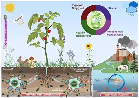 Chinas Biochar Breakthrough Boosting Maize Resilience And Water Efficiency Agritech Insights