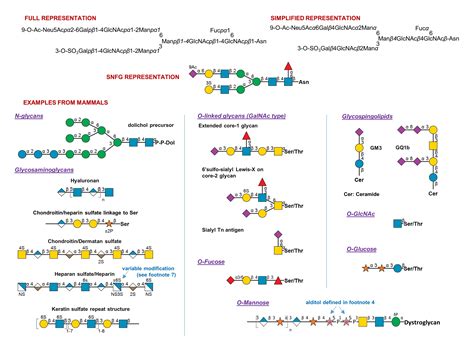 symbol nomenclature for glycans snfg ncbi