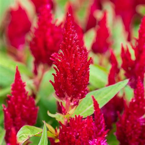 Giant Red Celosia Cockscomb From Monticello Premium Seeds