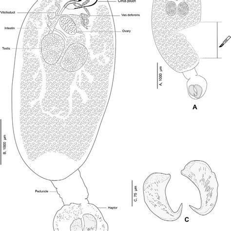 10 Ciclo De Vida De Polystoma Integerrimum A Ranas Adultas B