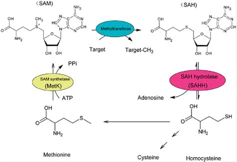 Activated Methyl Cycle Amc Of Mammalian Cells Download Scientific