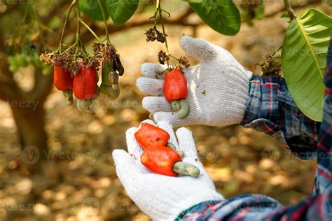 Cashew From Seed To Market A Review Zwltea