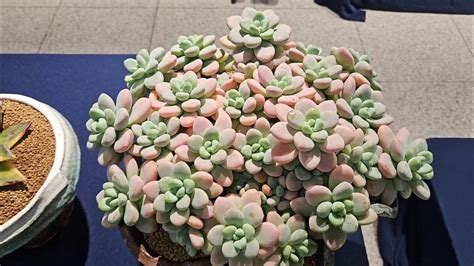 깨누네다육 다육라이브 다육박람회 한바퀴 돌아봐요~ Youtube