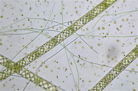 Algae Science Experiment Harnessing The Power Of Algal Photosynthesis Blades Biological Ltd