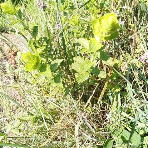 Sideritis Endressii Plant Care And How To Grow Water