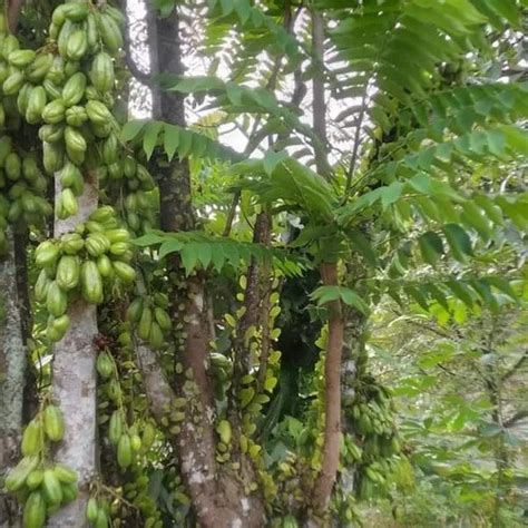 Belimbing Buluh Salsha Nursery Seribuana
