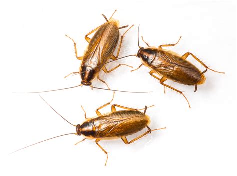 German Roaches Next Level Scorpion And Pest Control
