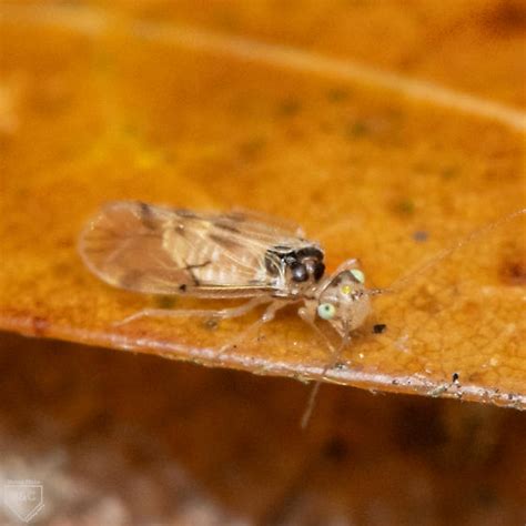 Small Winged Insect Pseudocaecilius Citricola Bugguidenet