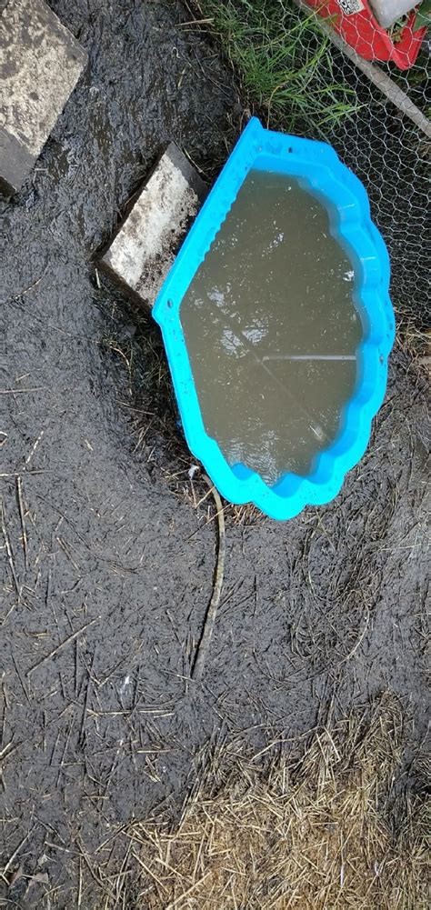 Ducksbergs Flock — This Rare Starfish Pokemon Appeared In My