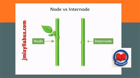 Vascular Plant Diagram Best Guide To Shoot And Root System 1