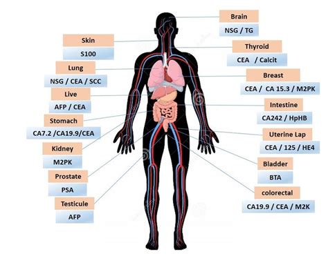 Common Biomarkers Used In Cancer Detection Download Scientific Diagram